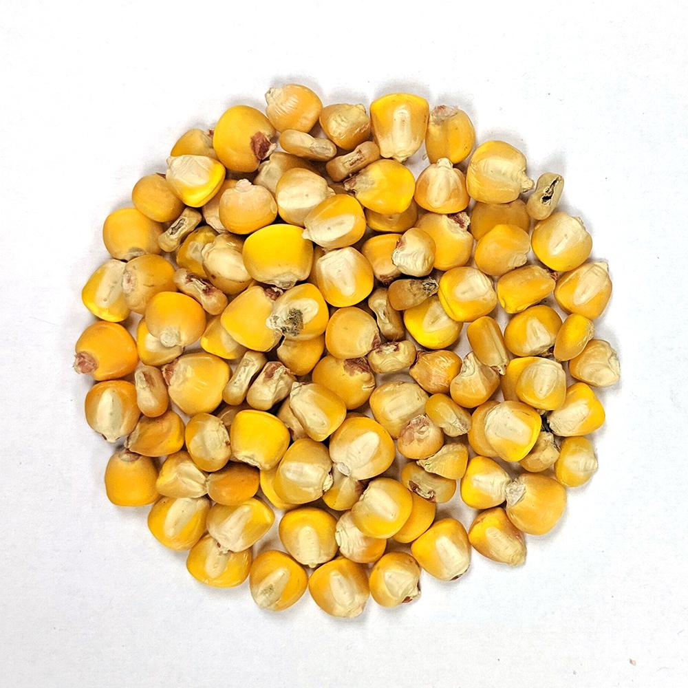 corn seeds