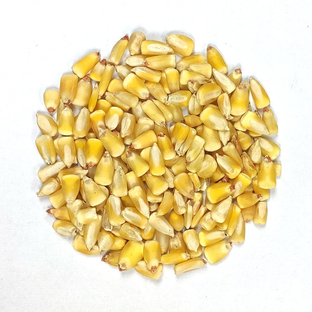 corn seeds