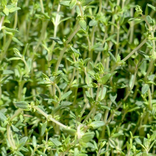 thyme seeds