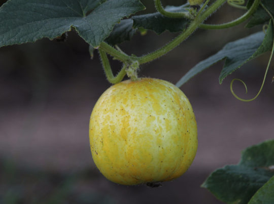The Gardener's Guide to Growing Lemon Cucumbers – Sow True Seed
