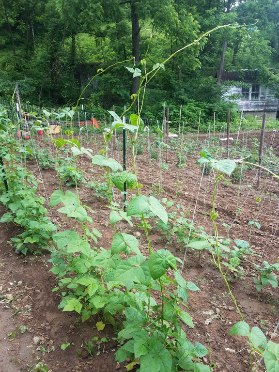 Tipper Pressley of Blind Pig and the Acorn | Sow True Seed