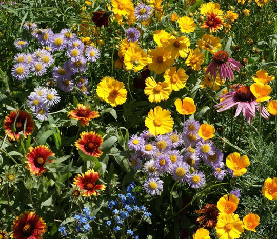Planting Wildflowers In The Fall – Sow True Seed