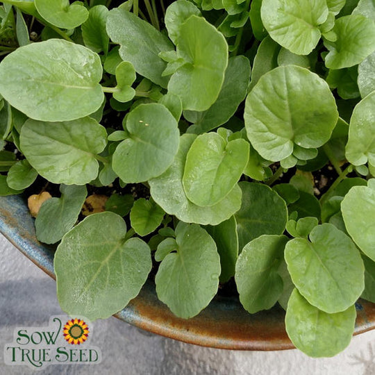 Growing Creasy Greens: A Guide to Your New Garden Favorite – Sow True Seed
