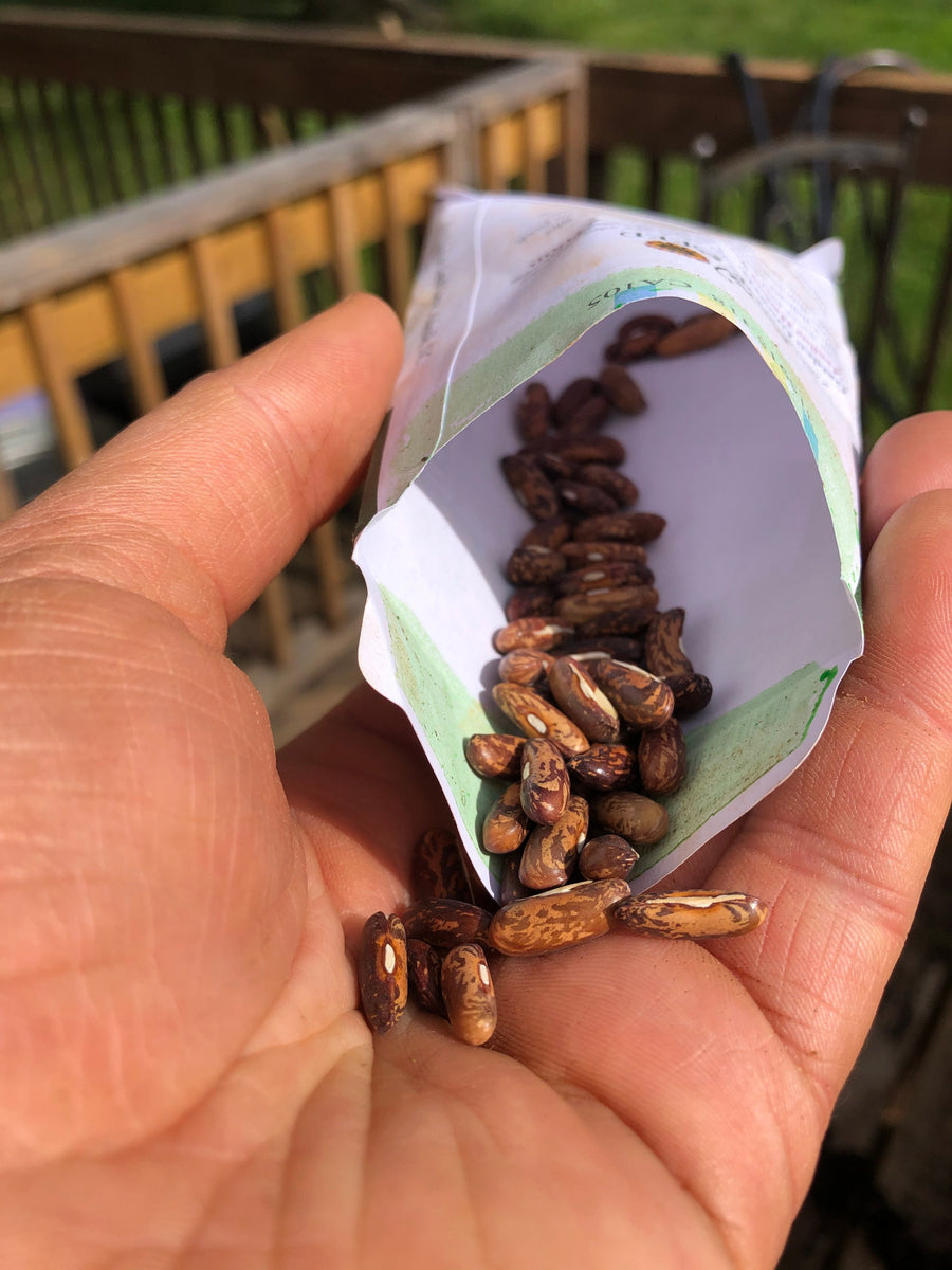 Starting Seeds: Getting Started, Troubleshooting, and Beyond | Sow True ...