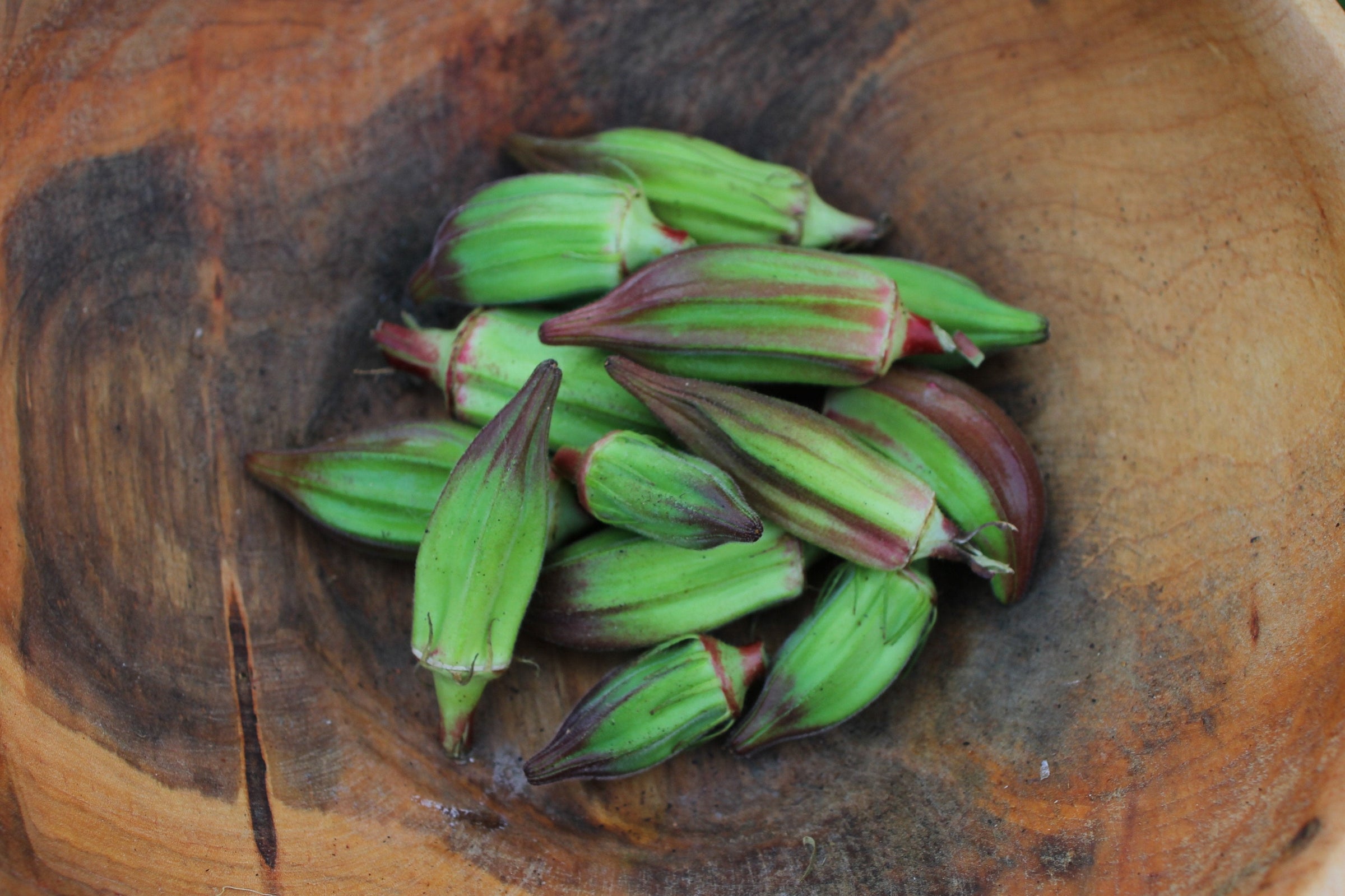 Hill Country Red Okra Seeds | Sow True Seed | Open Pollinated