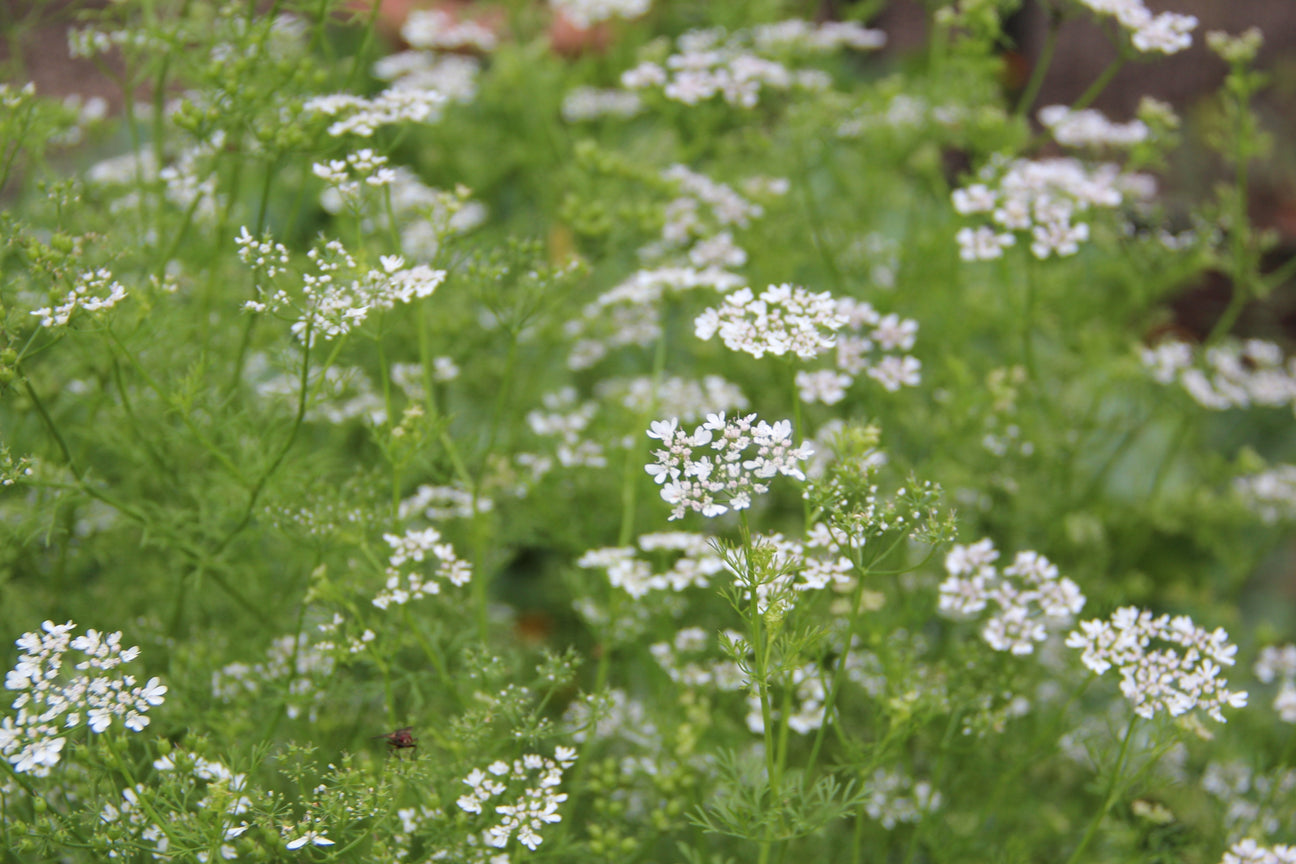 Cilantro Bolting: Grow Cilantro and Let it Bolt! – Sow True Seed