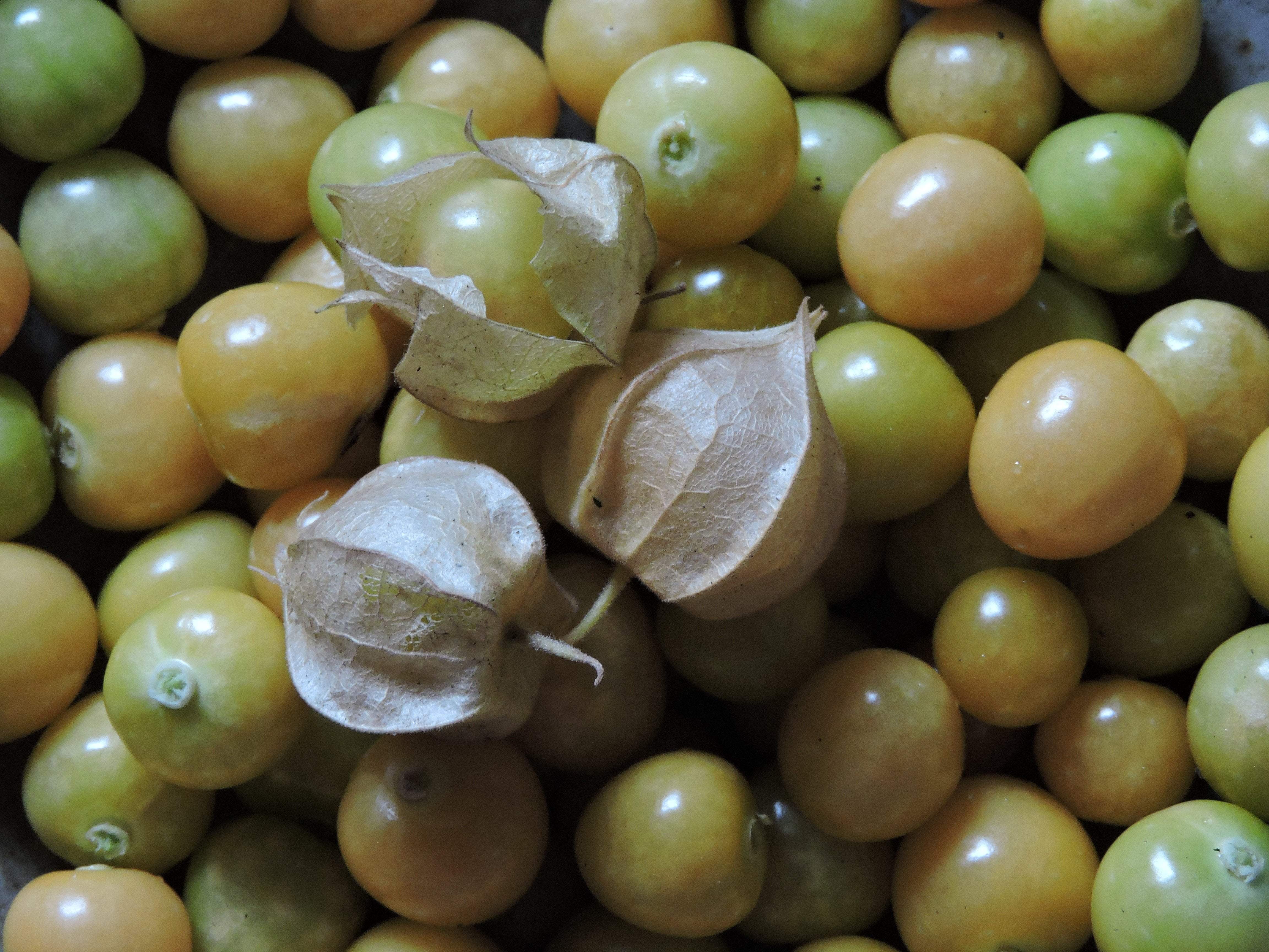 Try Your Hand at Growing Ground Cherries! – Sow True Seed