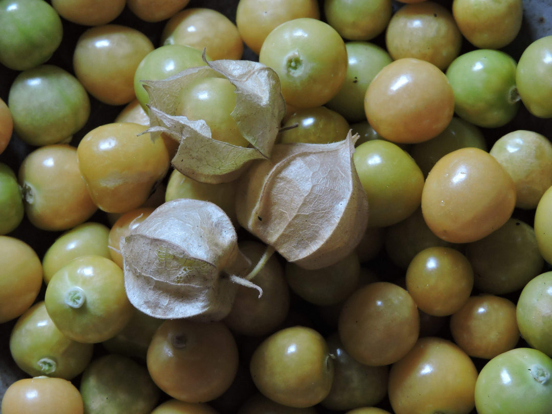 Try Your Hand at Growing Ground Cherries! – Sow True Seed