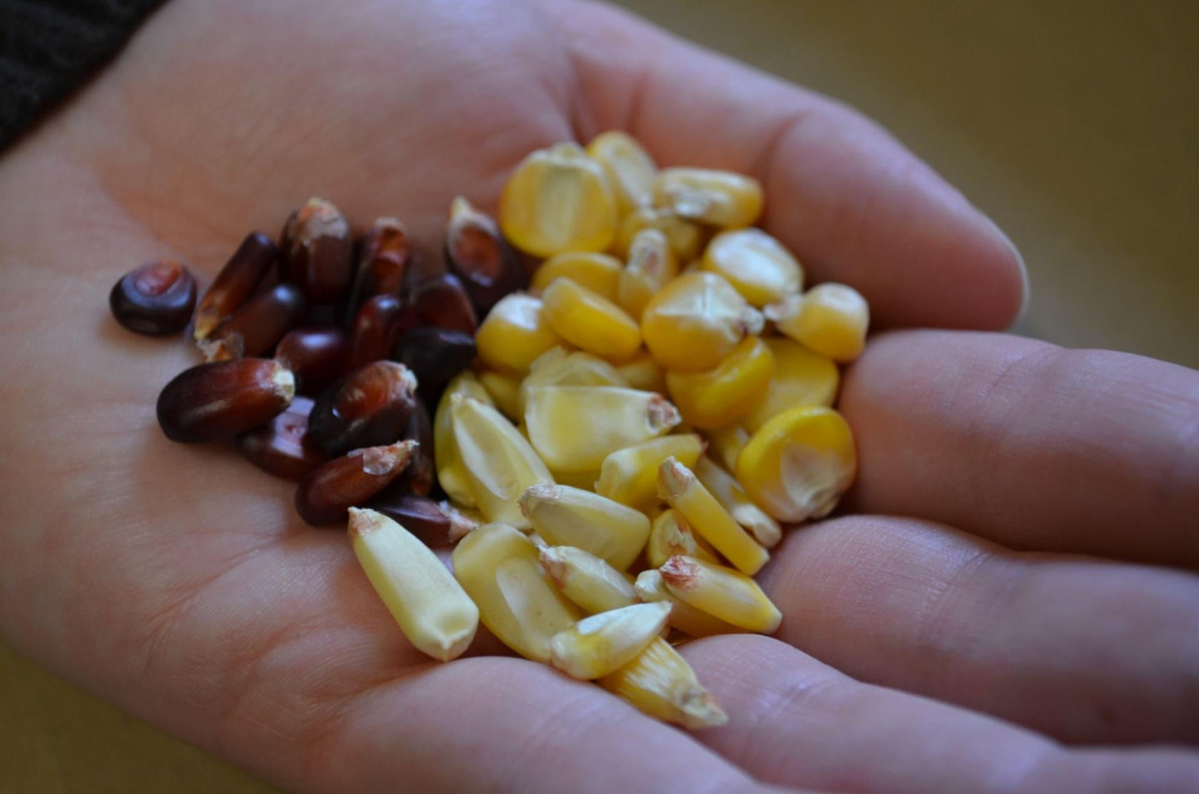 The Different Types of Corn: Best Varieties for your Home Garden – Sow ...