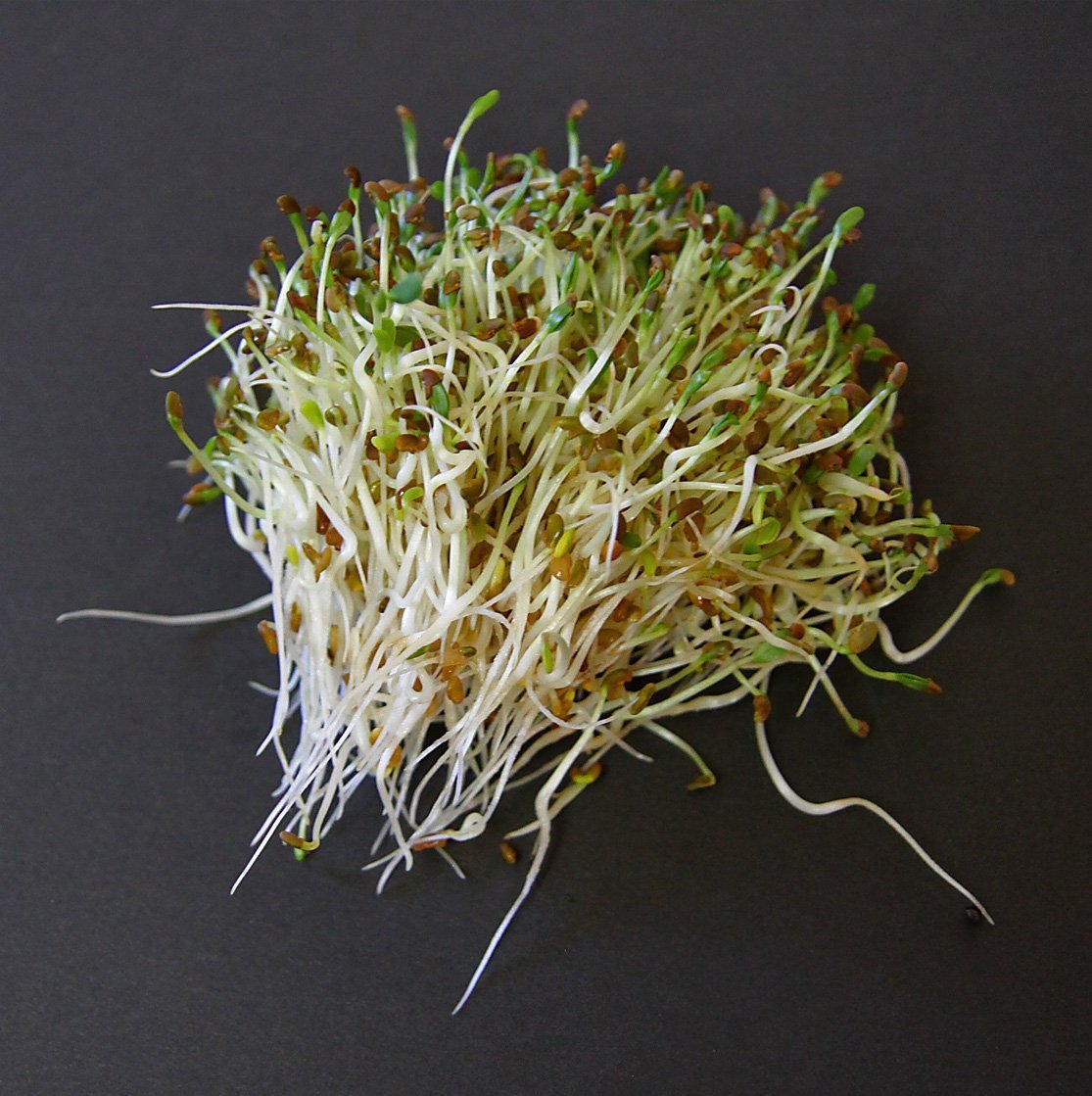 How To Grow Great Microgreens and Sprouts | Sow True Seed