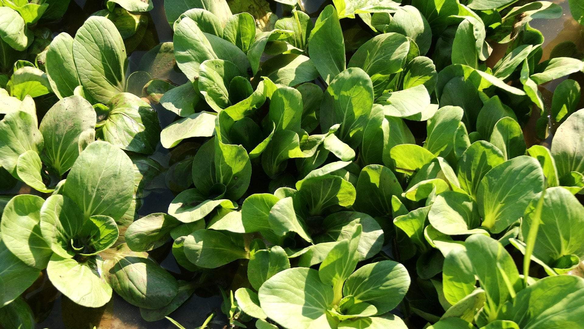 Asian Greens Seeds | Sow True Seed | Heirloom Vegetable Seeds