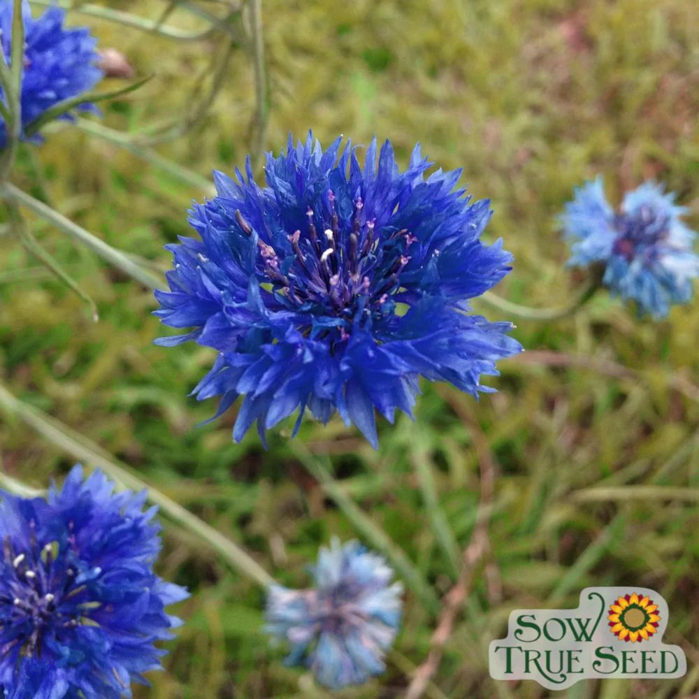 Bachelor Button Seeds – Sow True Seed