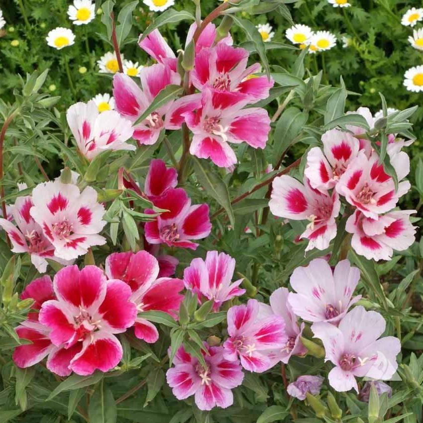 Clarkia | Sow True Seed