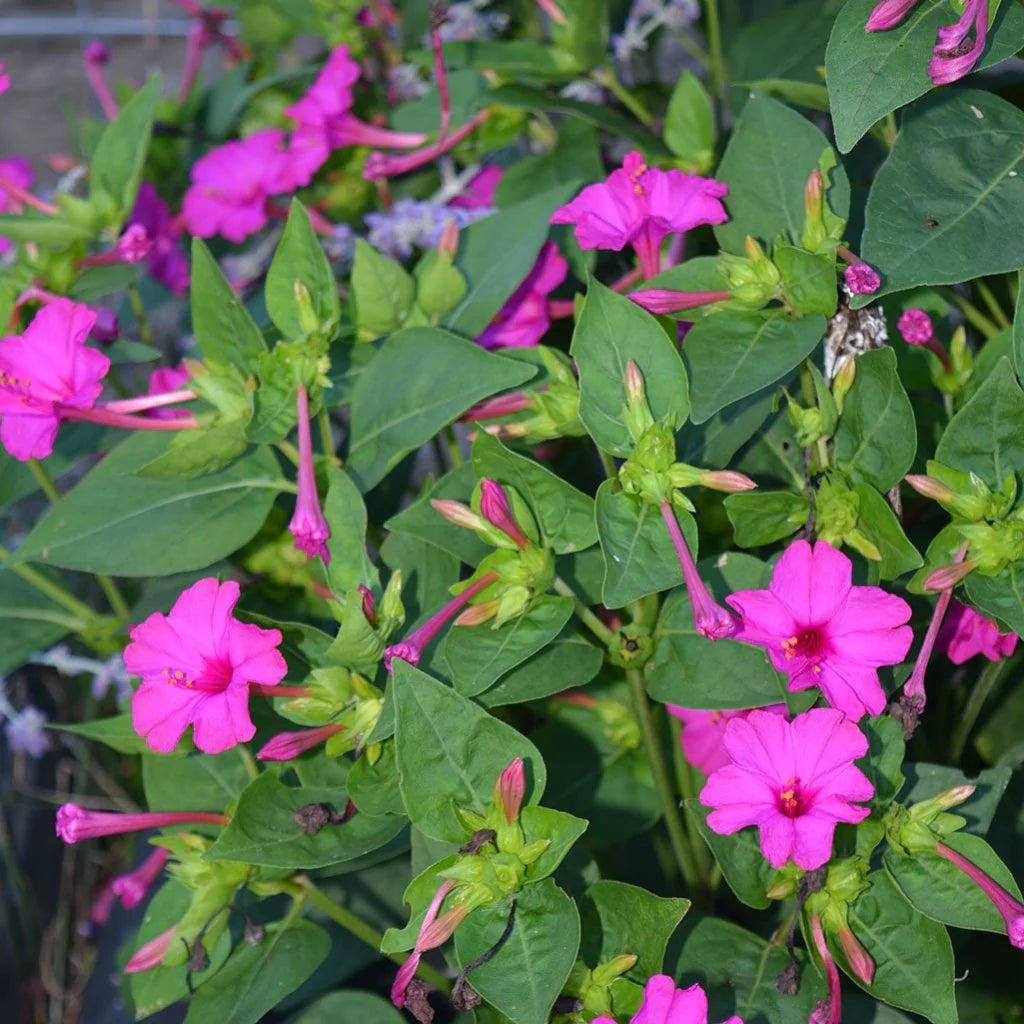 Four O'Clocks | Sow True Seed