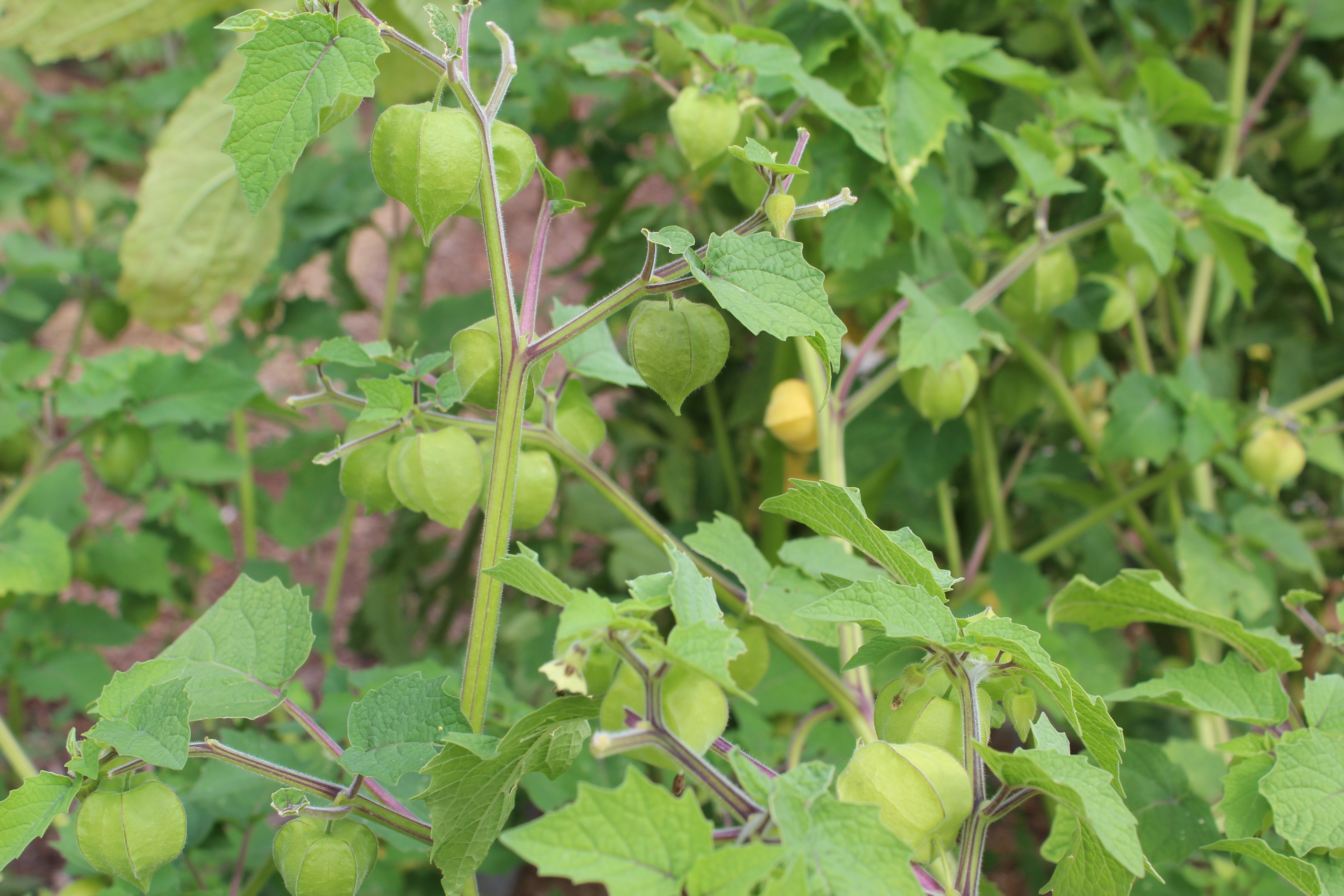 Ground Cherry Seeds – Sow True Seed