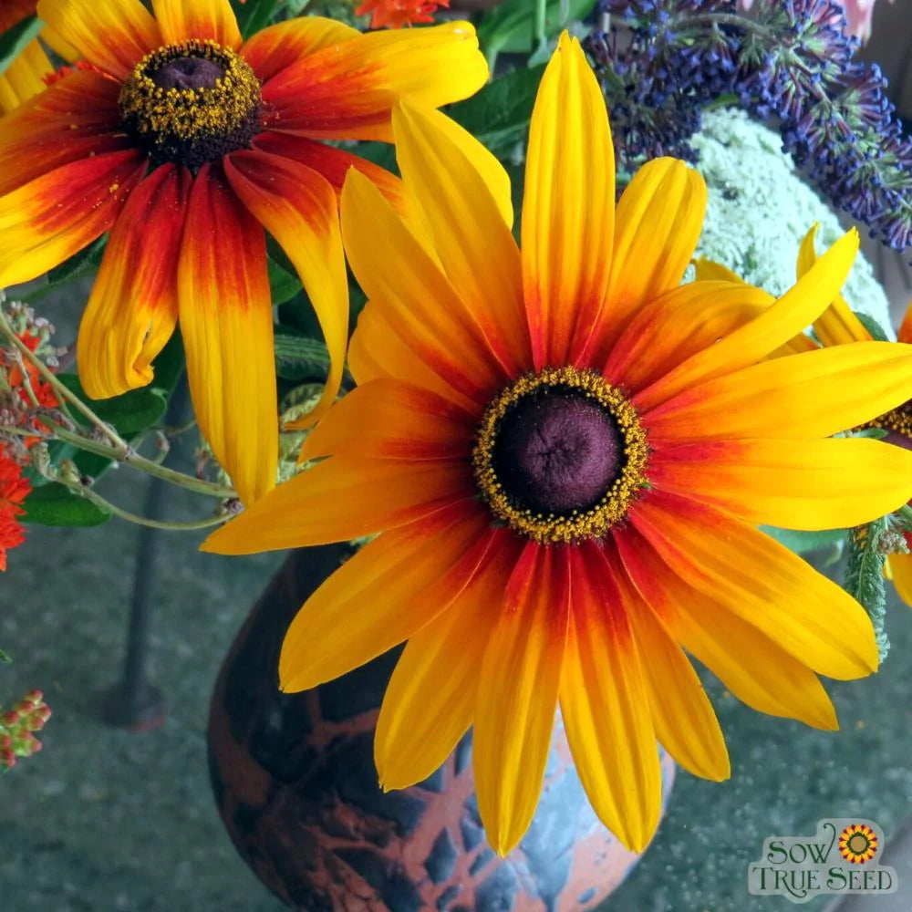 Rudbeckia Seeds | Sow True Seed