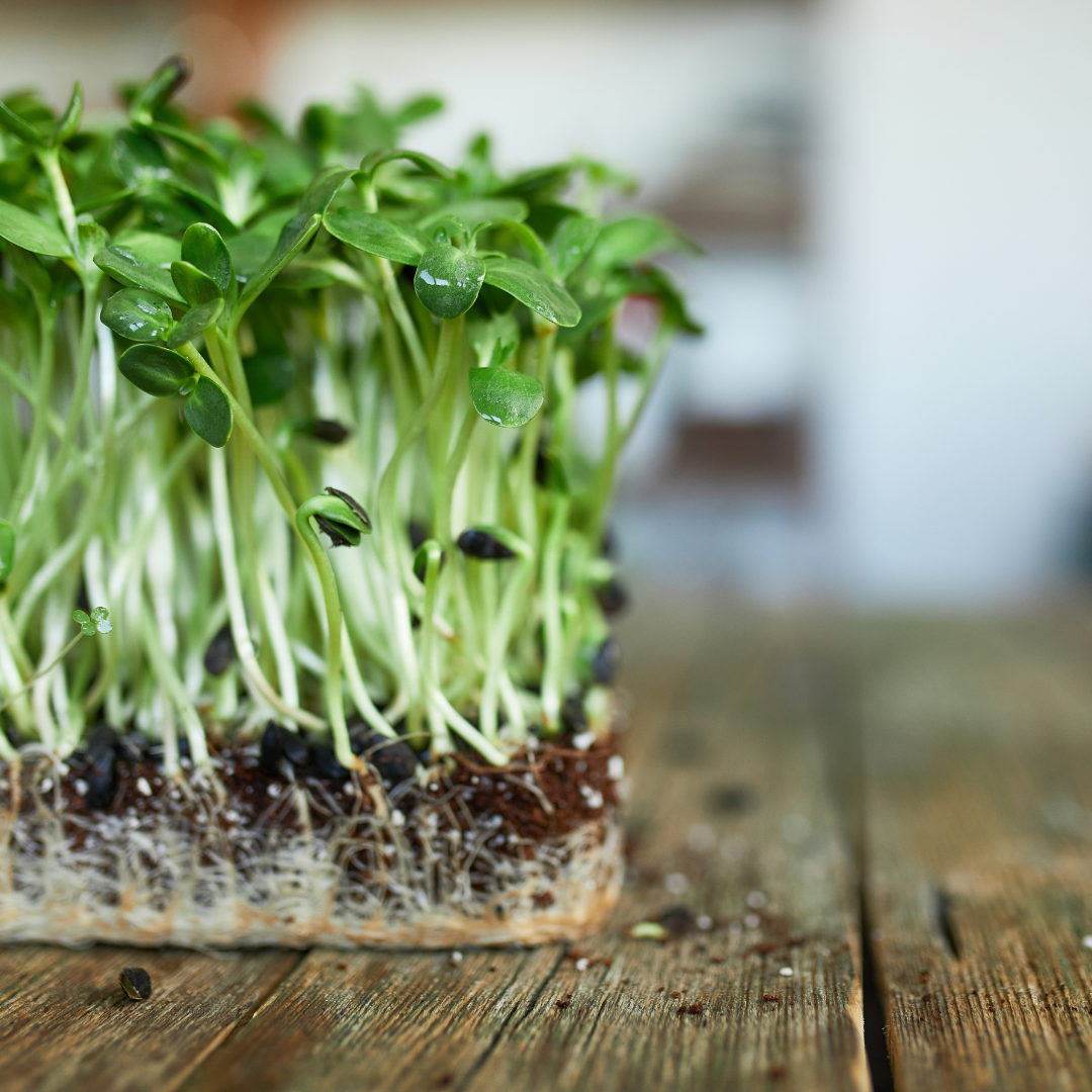 Indoor Growing – Sow True Seed