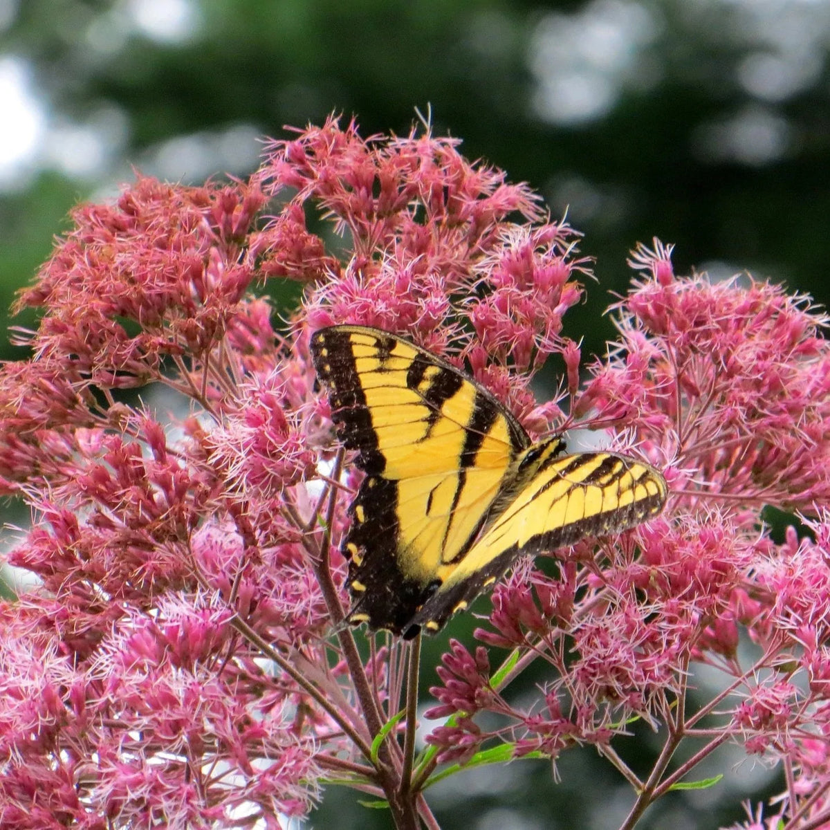 Joe Pye Weed | Sow True Seed