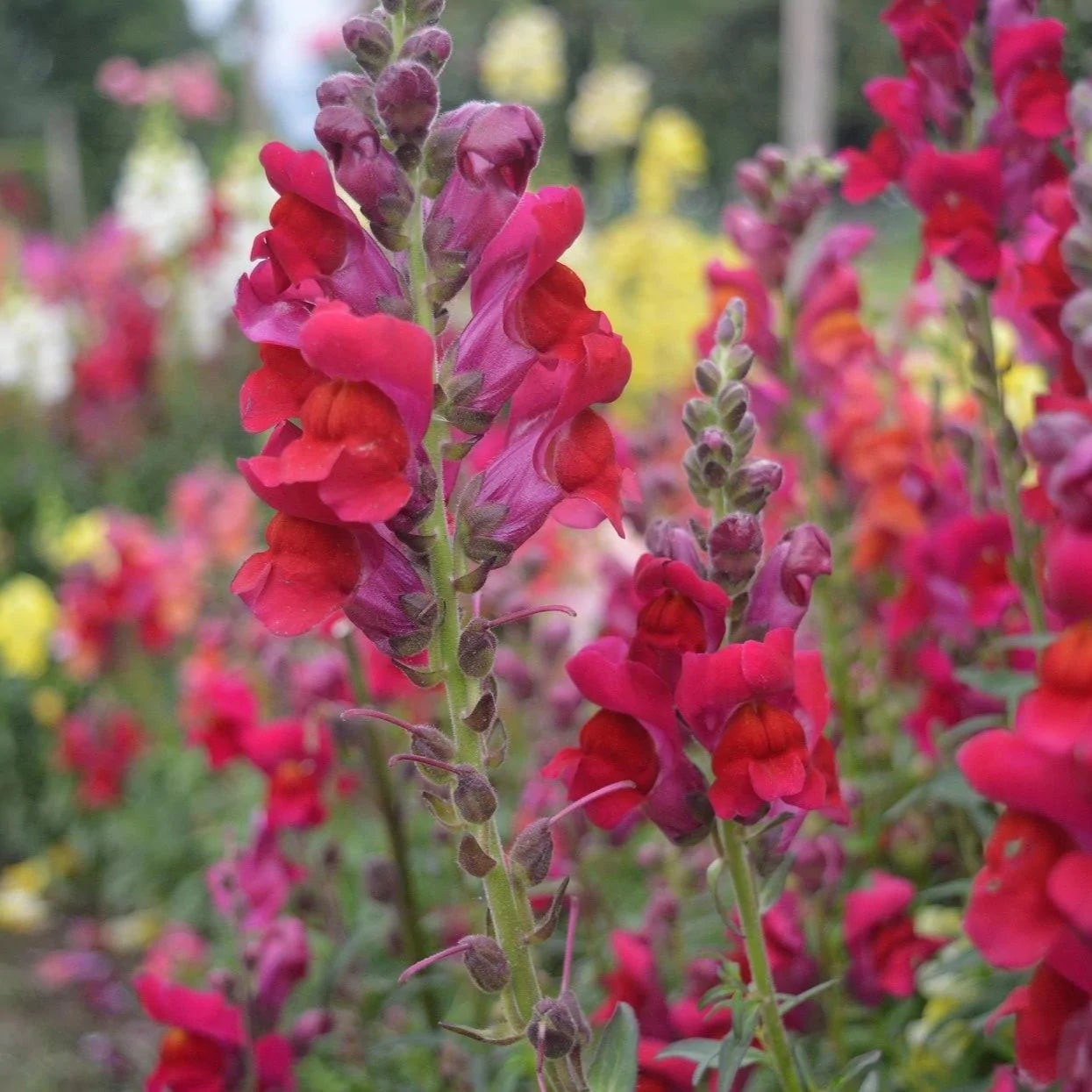 Snapdragon Seeds – Sow True Seed
