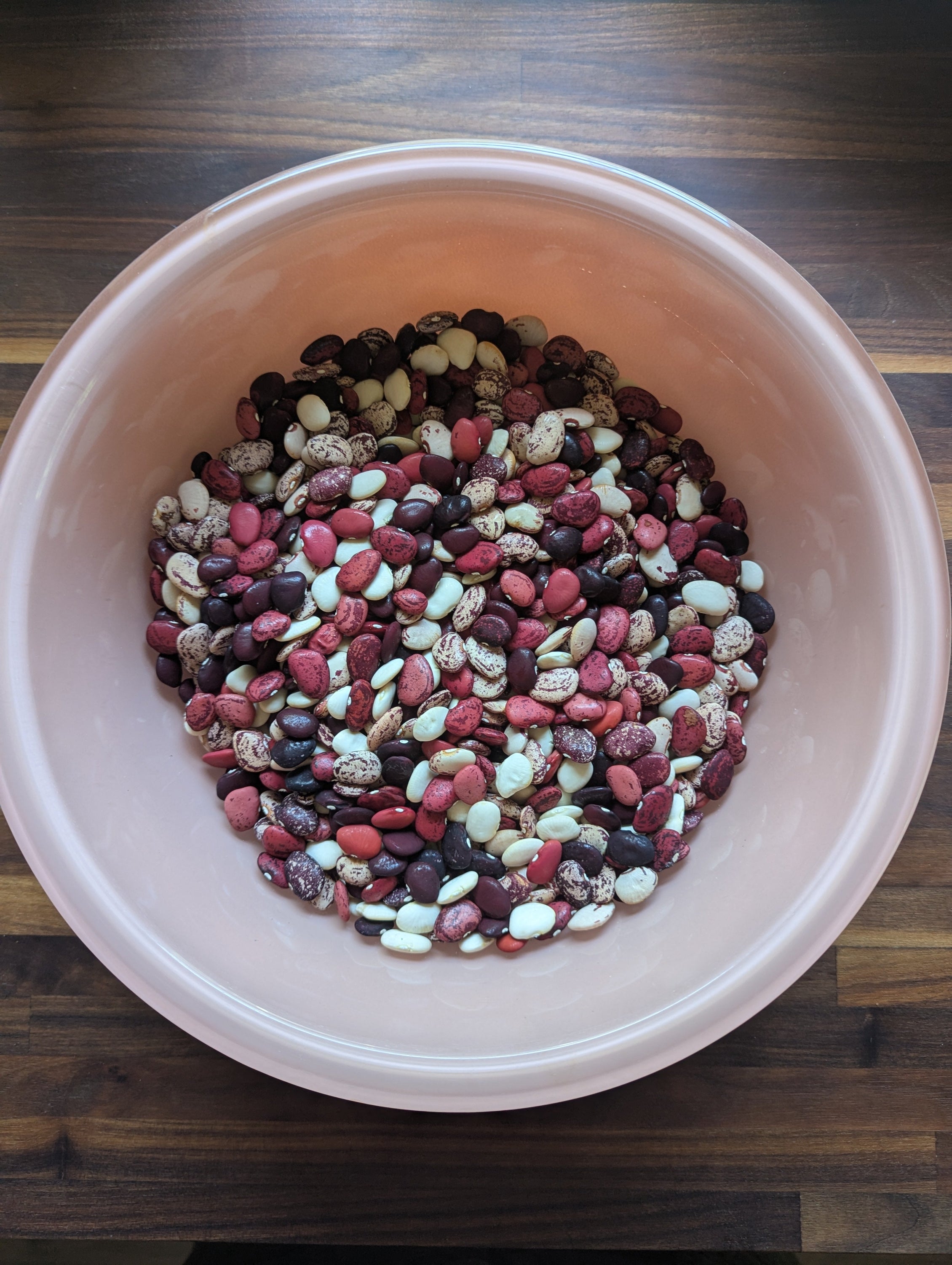 Lima Bean seeds - Colored Willowleaf Butterbean | Heirloom | Sow True ...