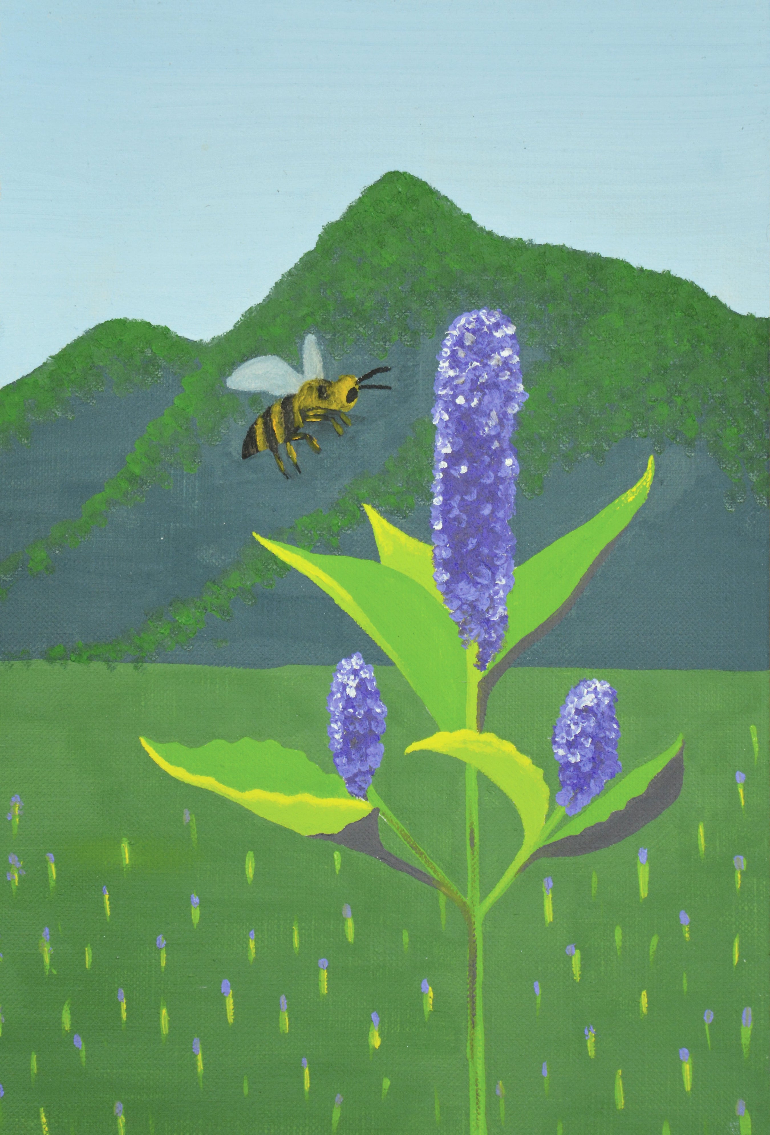 Herb Seeds - Anise Hyssop | Sow True Seed | Open Pollinated