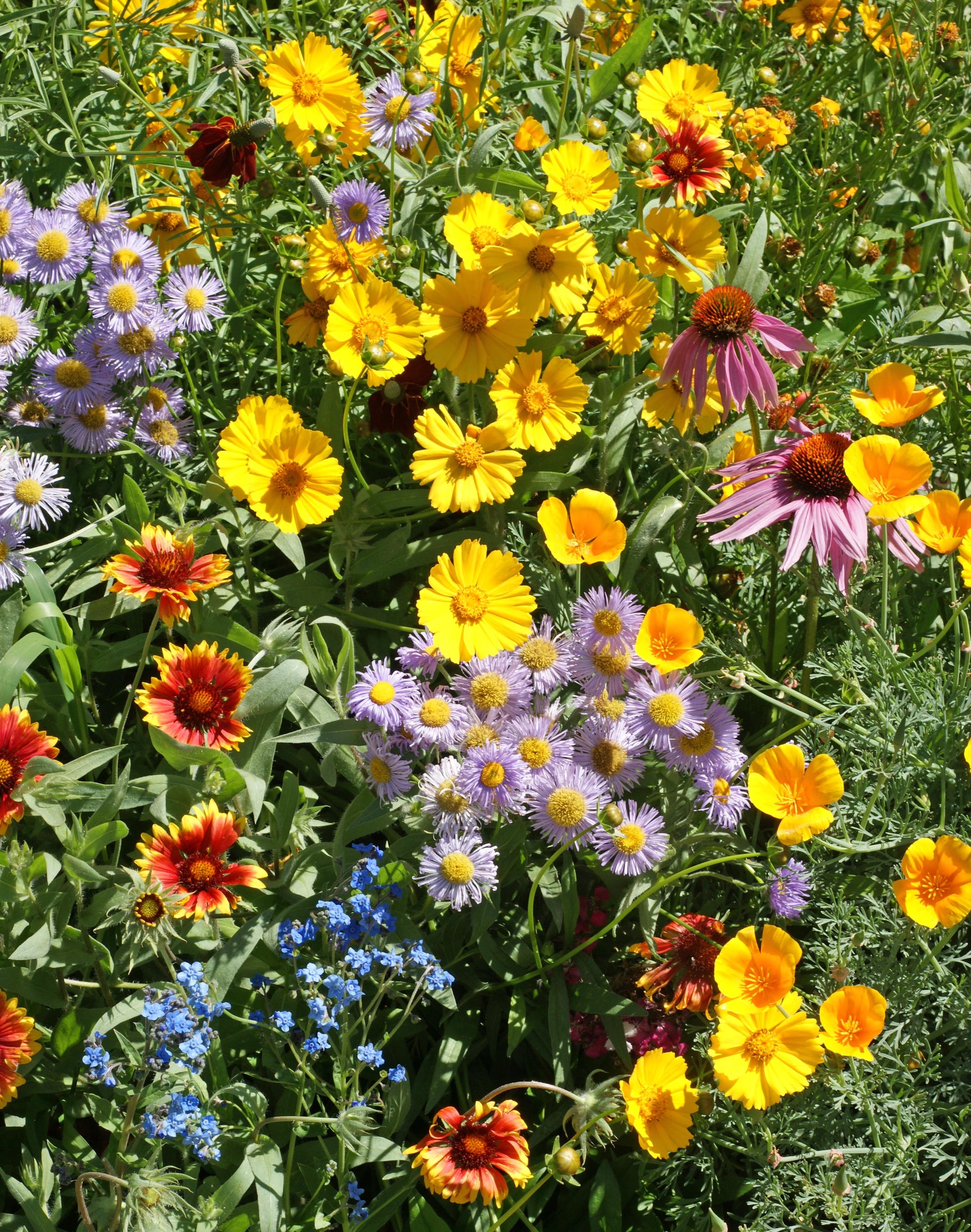 Bee Feed Flower Mix | Sow True Seed | Open Pollinated