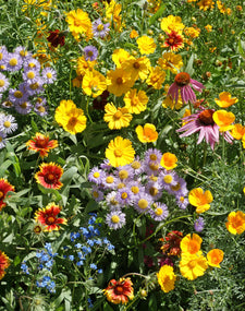 Bee Feed Flower Mix | Sow True Seed | Open Pollinated