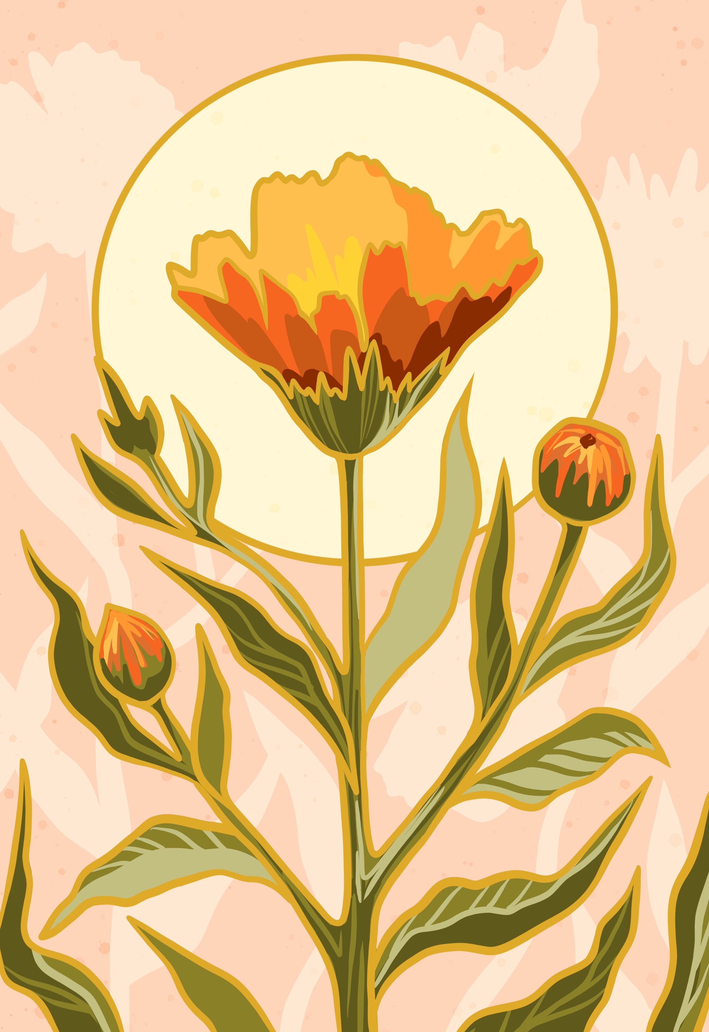 Erfurter Orange Calendula | Sow True Seed | Open Pollinated