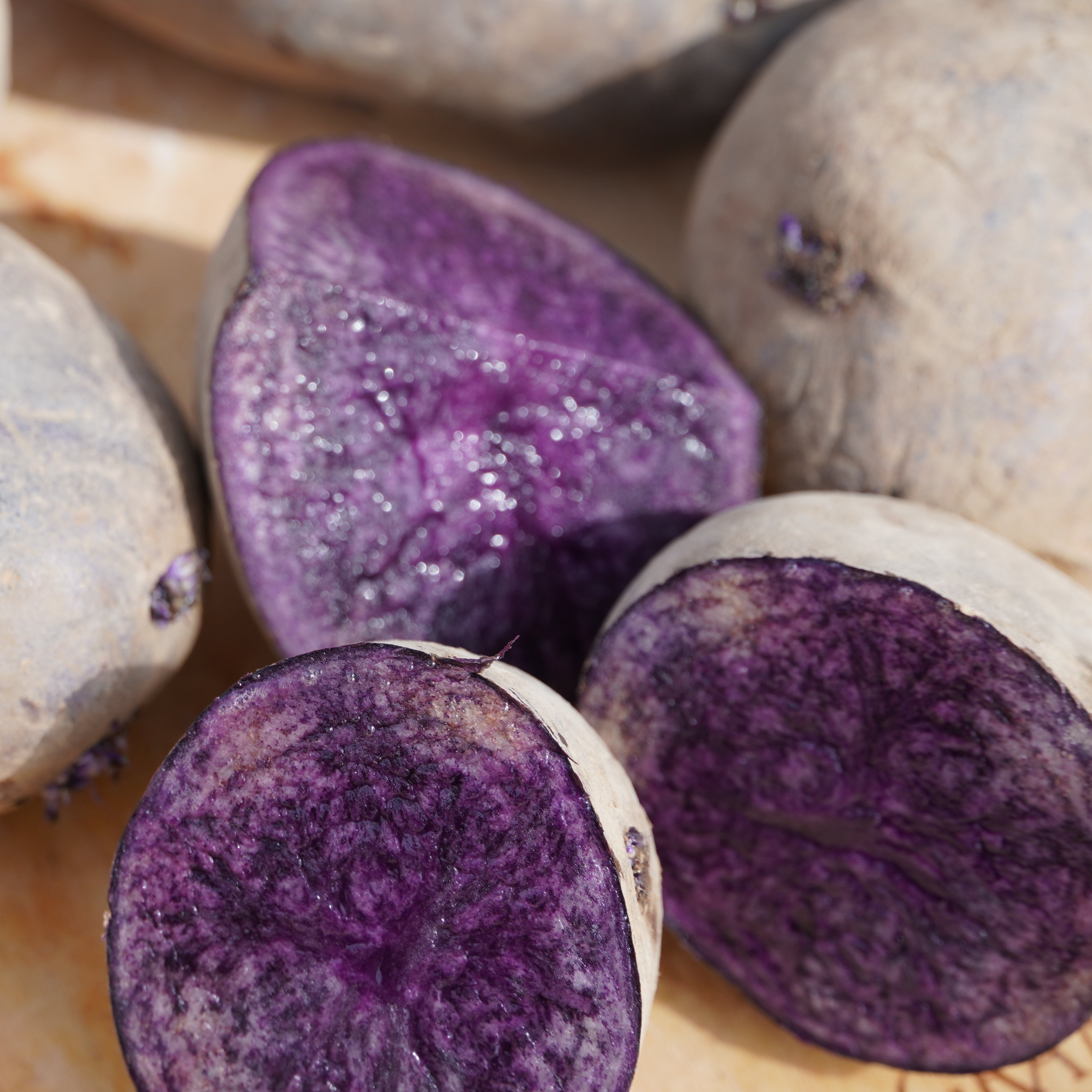Purple Majesty Potato, ORGANIC | Sow True Seed