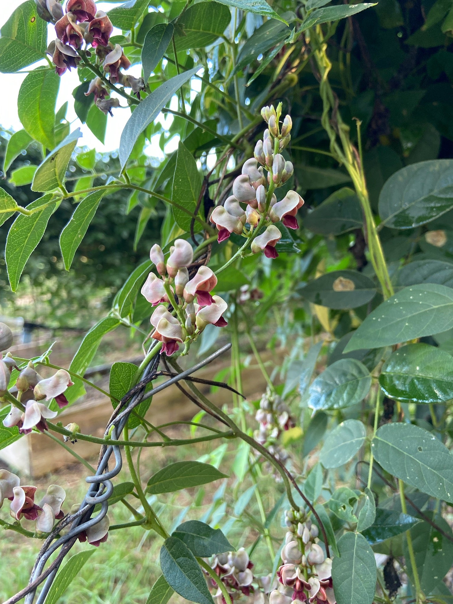 American Groundnut Tubers | Sow True Seed