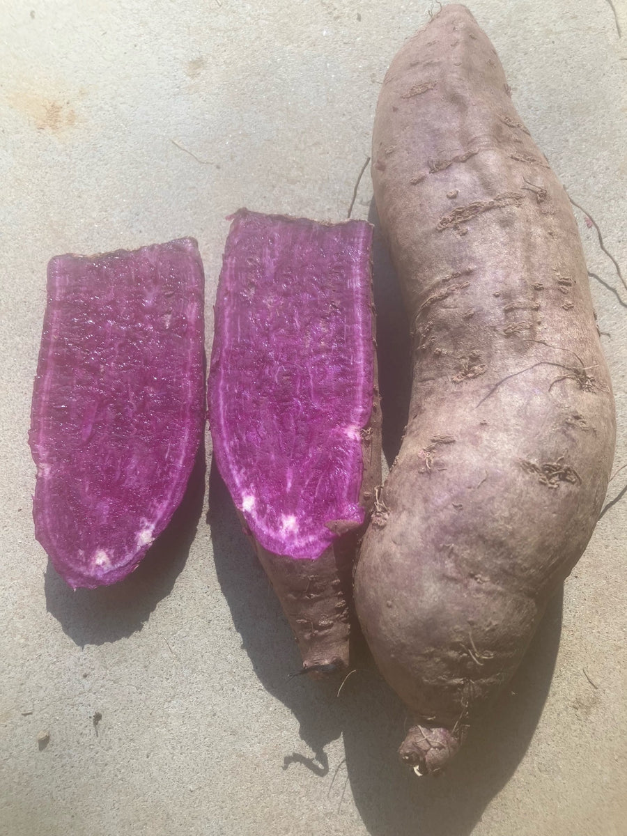 Loretta Blue Sweet Potato Slips | Sow True Seed