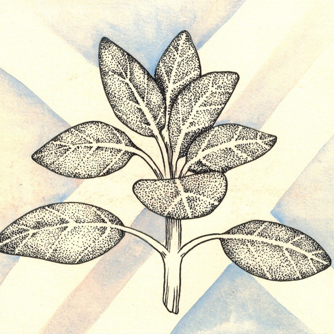 Sage Broad Leaf Culinary Herb Seeds | Sow True Seed | Open Pollinated