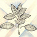Sage Broad Leaf Culinary Herb Seeds | Sow True Seed | Open Pollinated