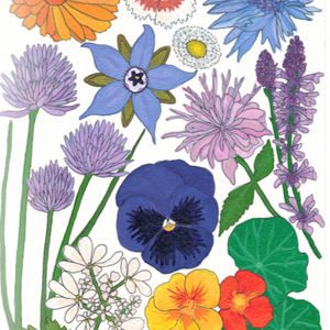 Flower Seed Mix - Edible Flowers | Sow True Seed