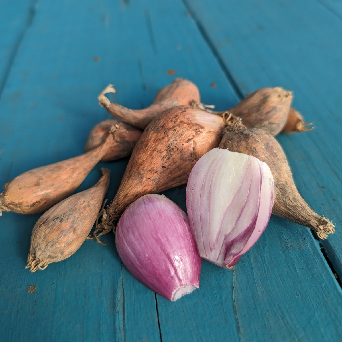 French Gray Shallots | Sow True Seed
