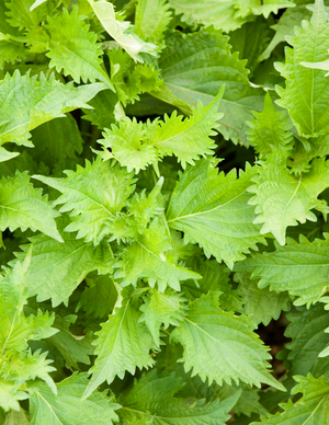 Ohba Ao Green Shiso Seeds | Sow True Seed | Open Pollinated