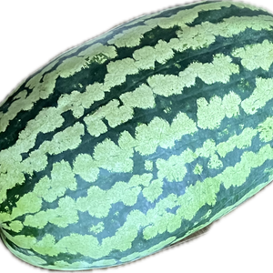 Watermelon Seeds - Carolina Cross | Sow True Seed
