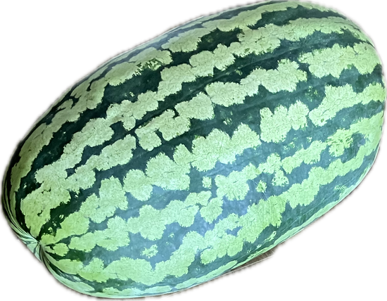 Watermelon Seeds - Carolina Cross | Sow True Seed