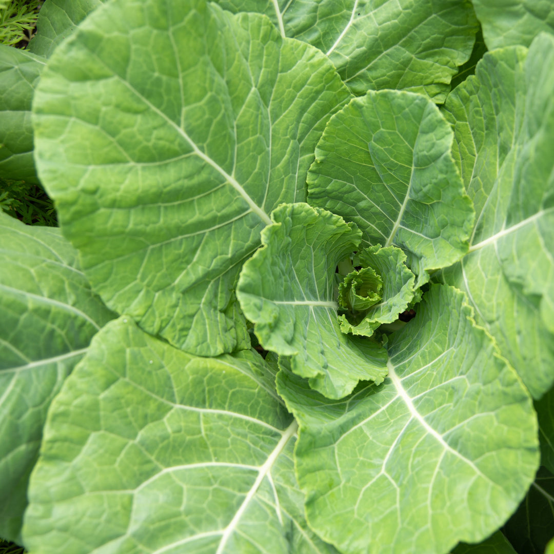 Morris Heading Collard Seeds | Sow True Seed | Open Pollinated