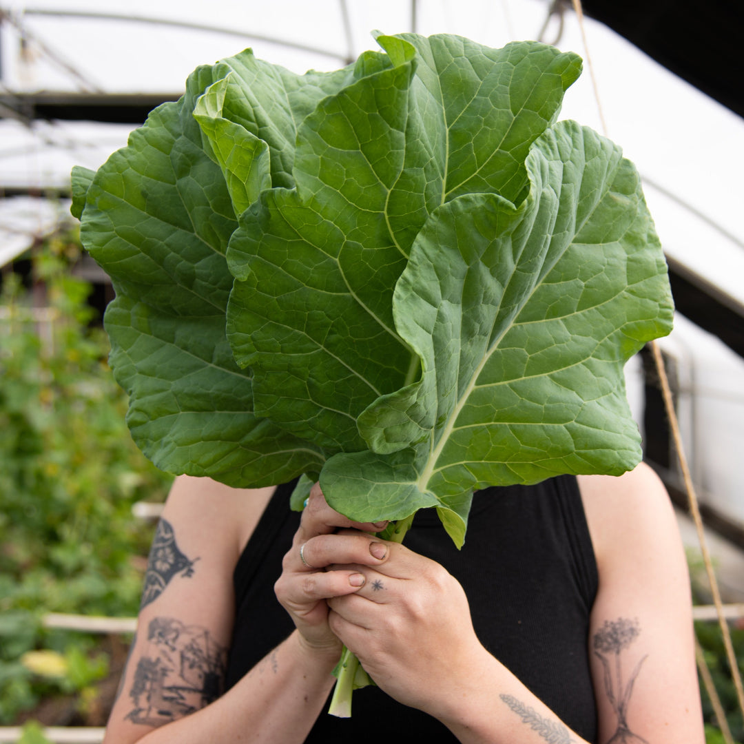 Morris Heading Collard Seeds | Sow True Seed | Open Pollinated