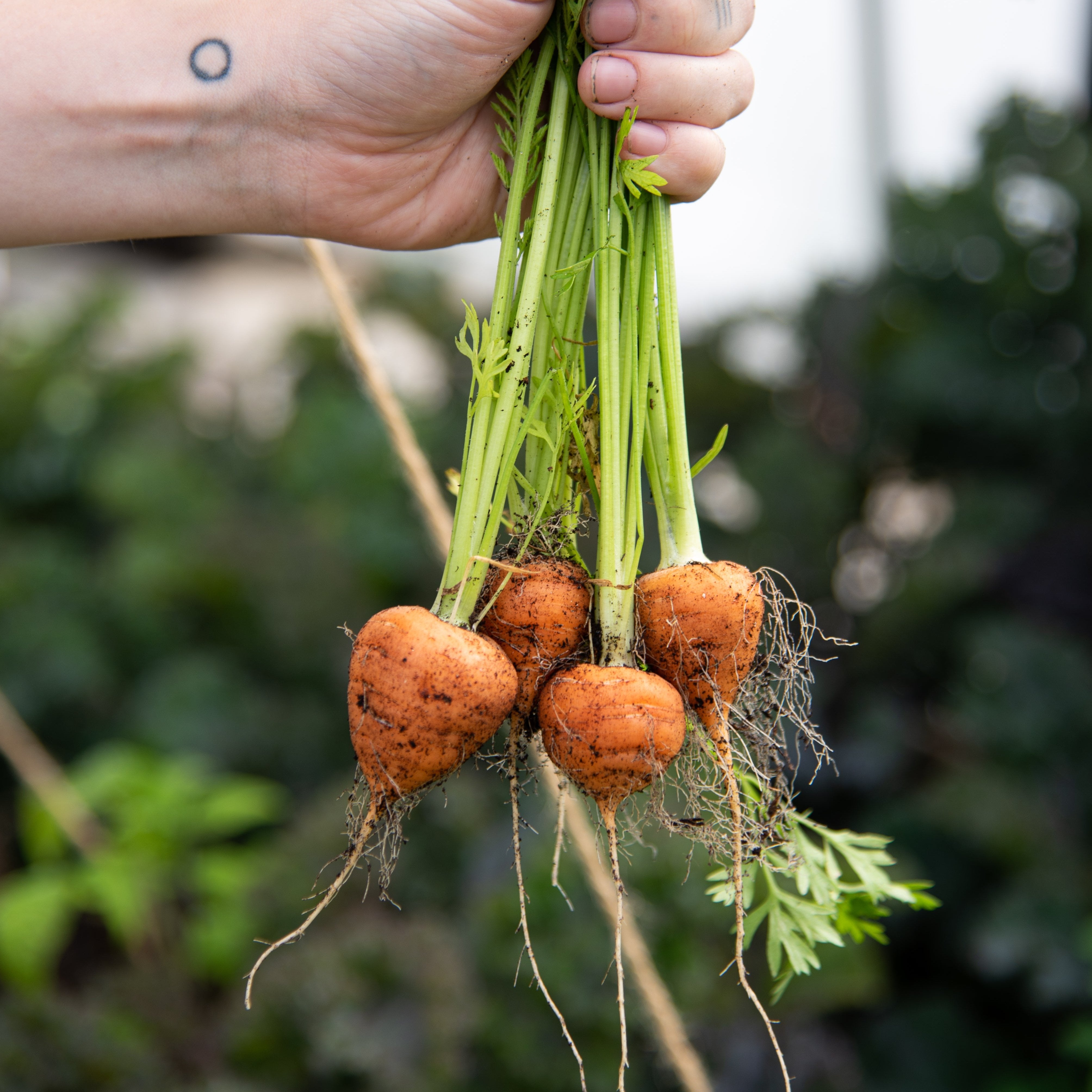 Carrot Seeds - Parisian | Sow True Seed