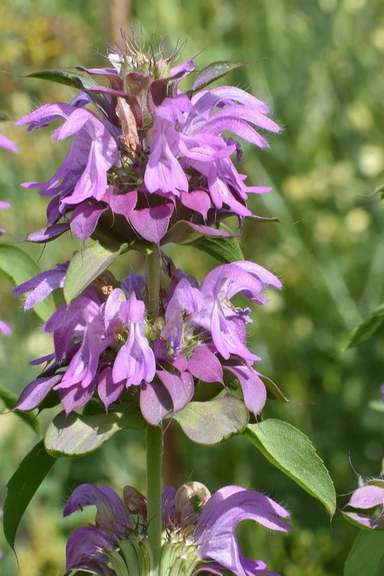 Bee Balm Seeds - Lemon Mint | Sow True Seed