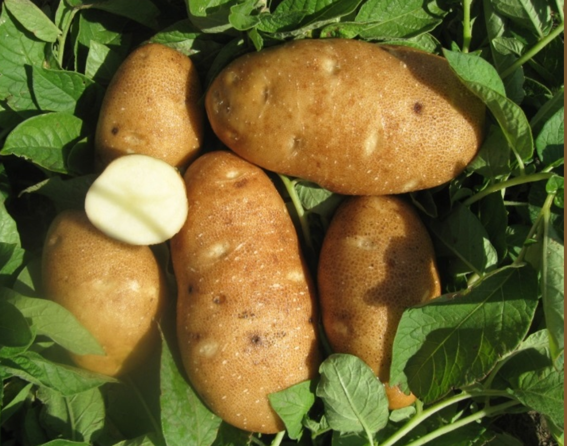 Russet Burbank Potato, ORGANIC | Sow True Seed