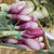 Red Wethersfield Onion Seeds | Sow True Seed | Open Pollinated
