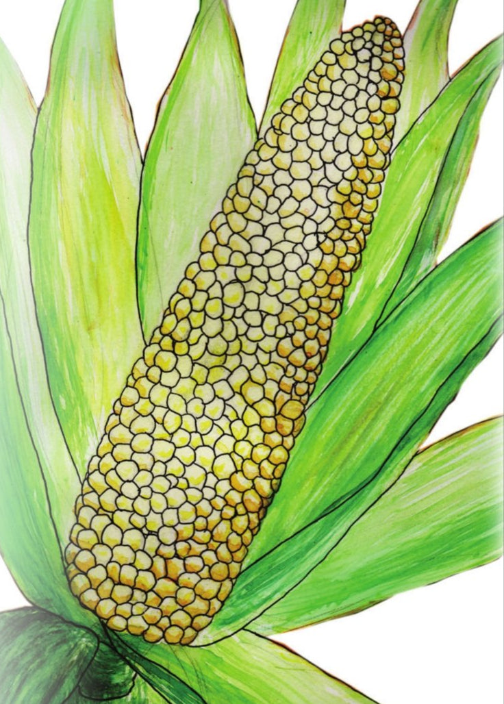 Sweet Corn Seeds - Country Gentleman | Sow True Seed