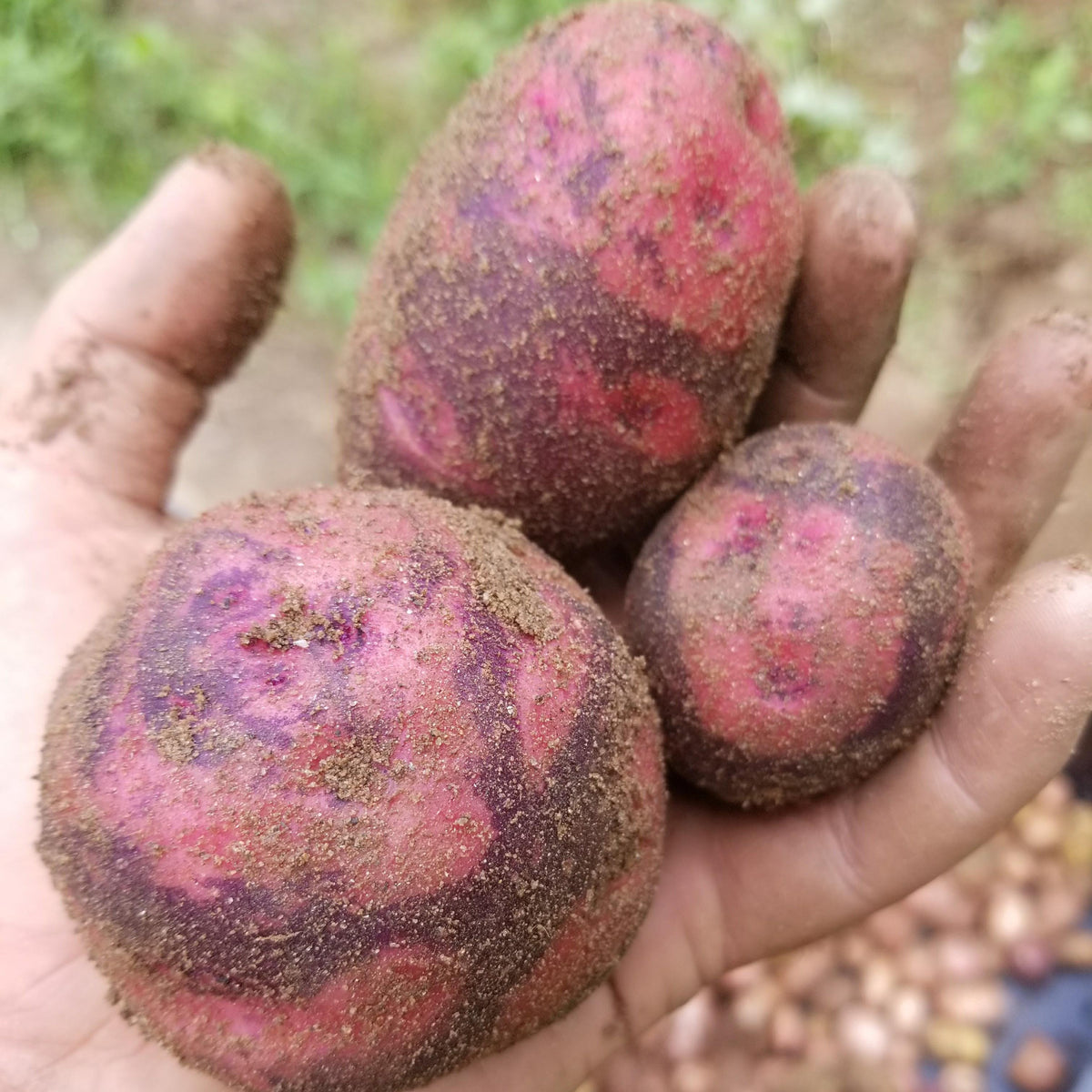Purple Viking Potato | Sow True Seed