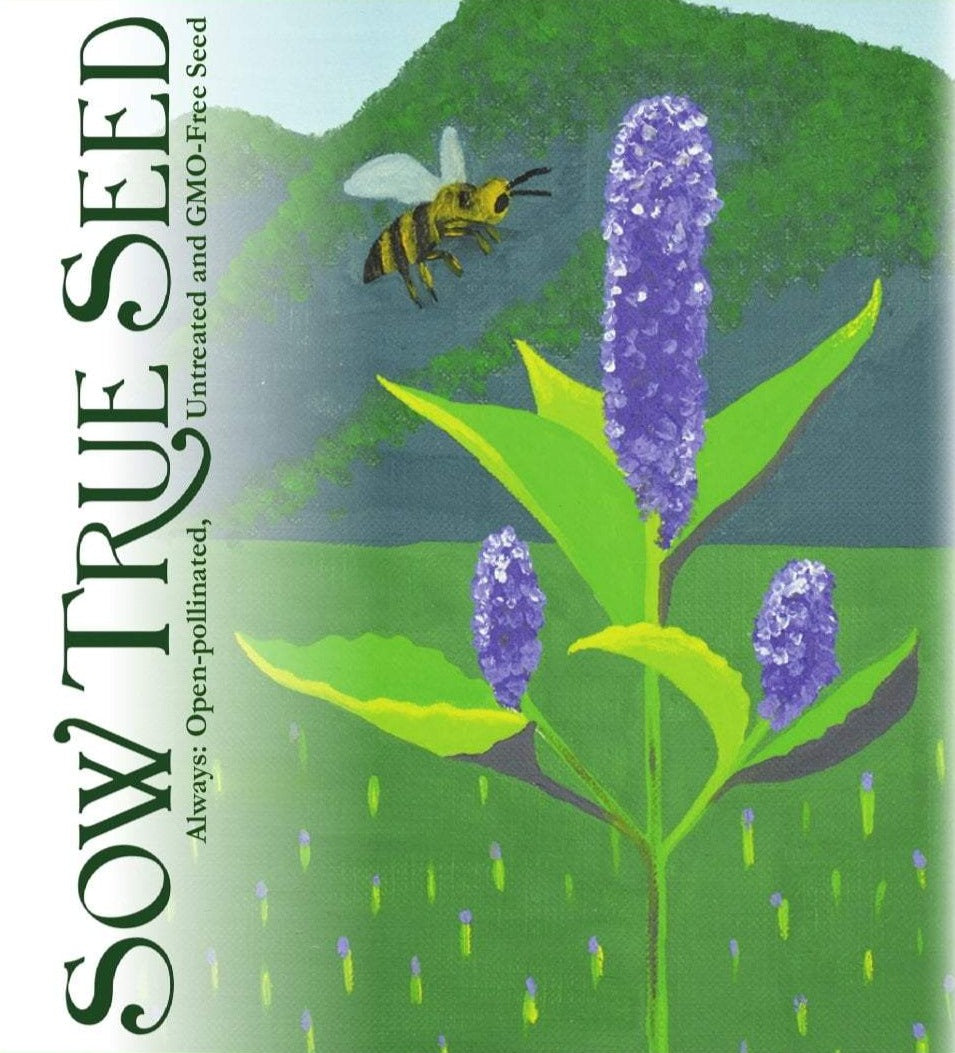 Anise Hyssop Seeds | Sow True Seed