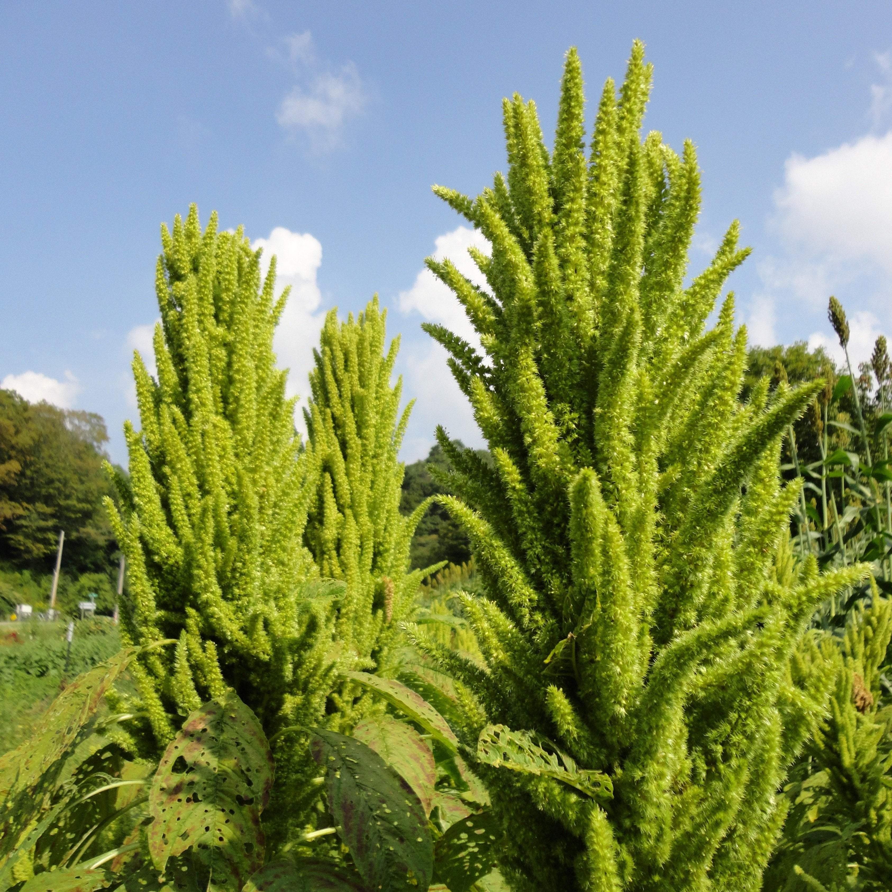 Amaranth Seeds - Montana Popping | Sow True Seed