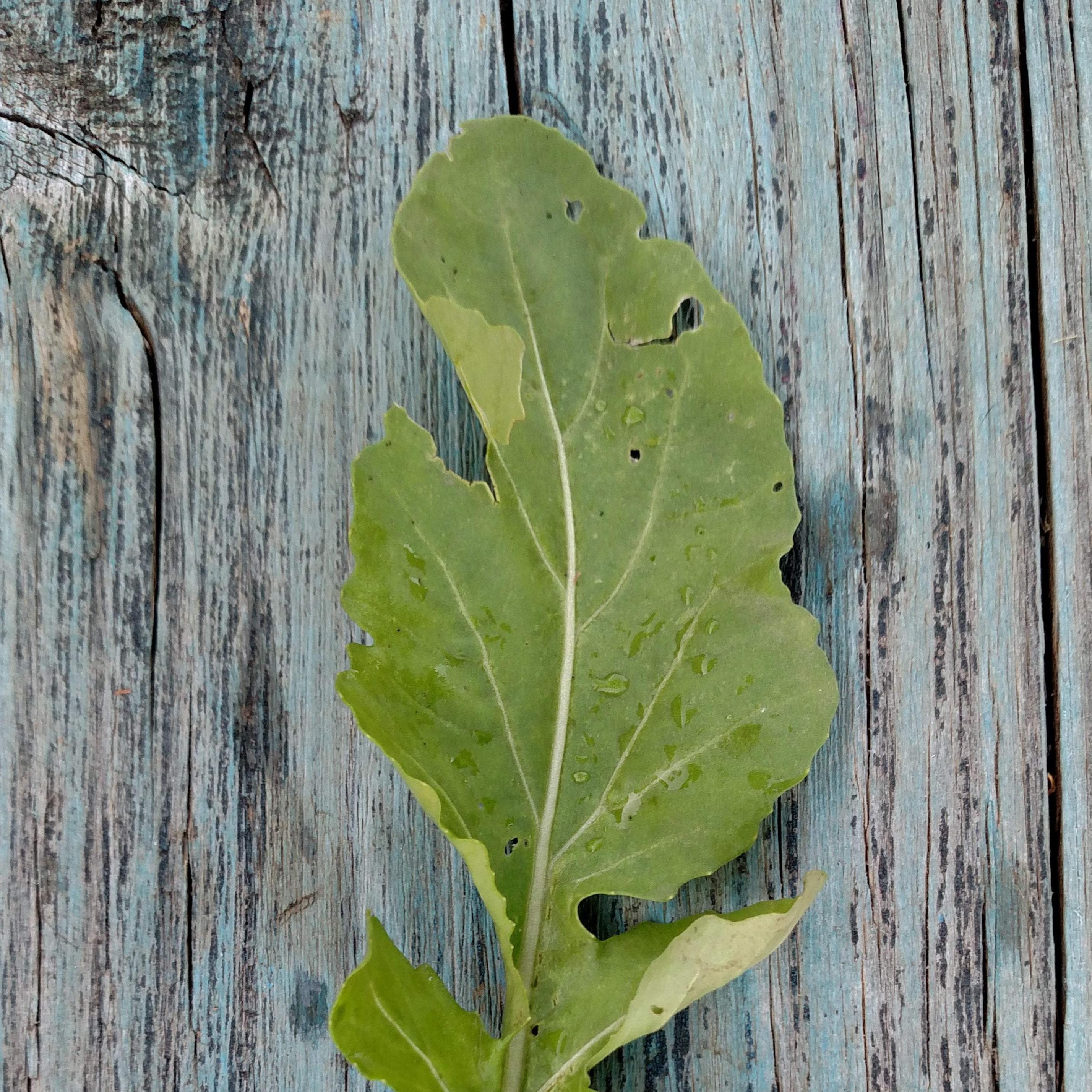 Arugula Seeds - Wild | Sow True Seed