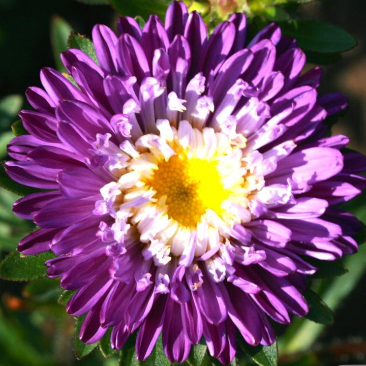 Flower Seeds - Aster, Single Rainbow | HEIRLOOM | Sow True Seed